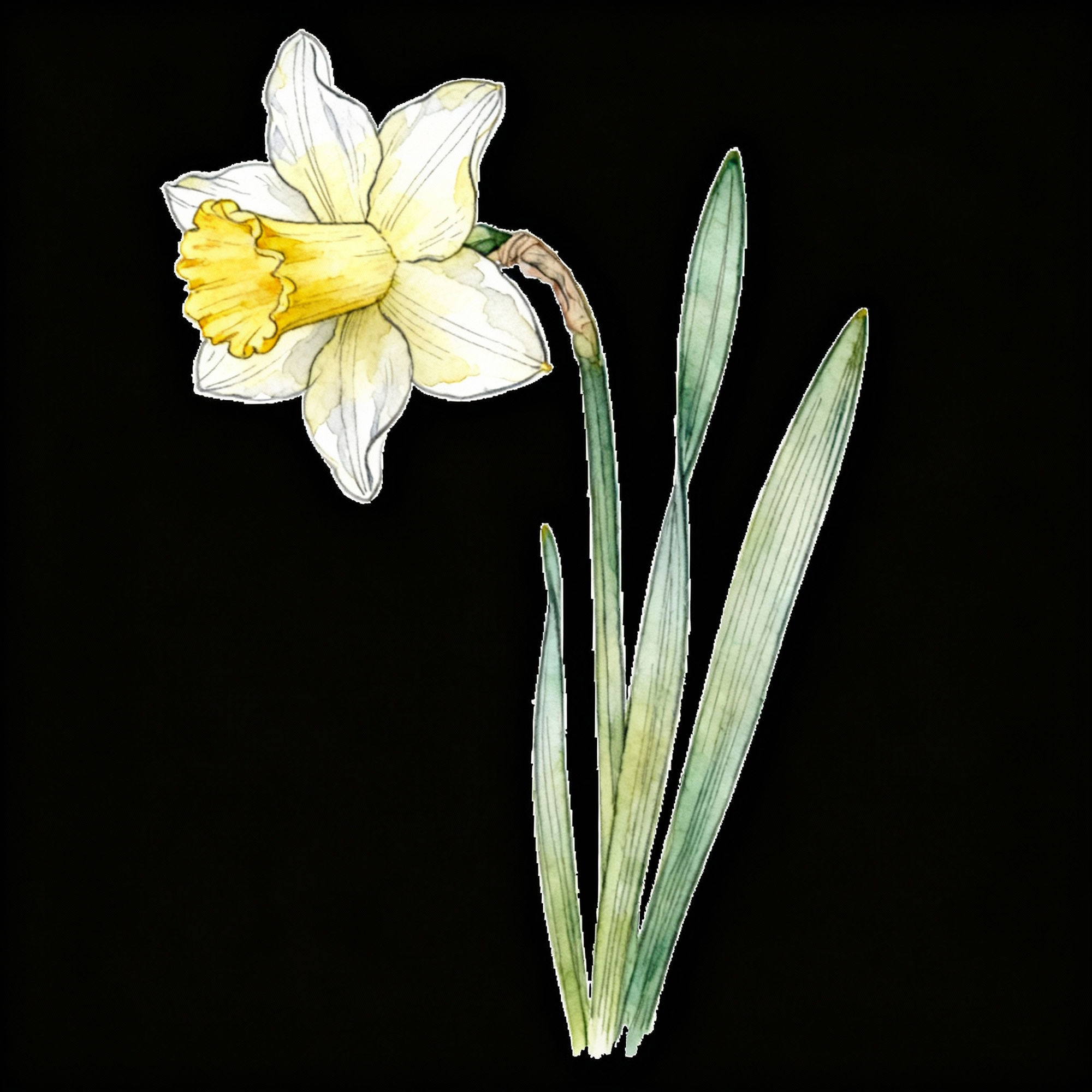 March Birth Flower Drawings - AI Art Gallery