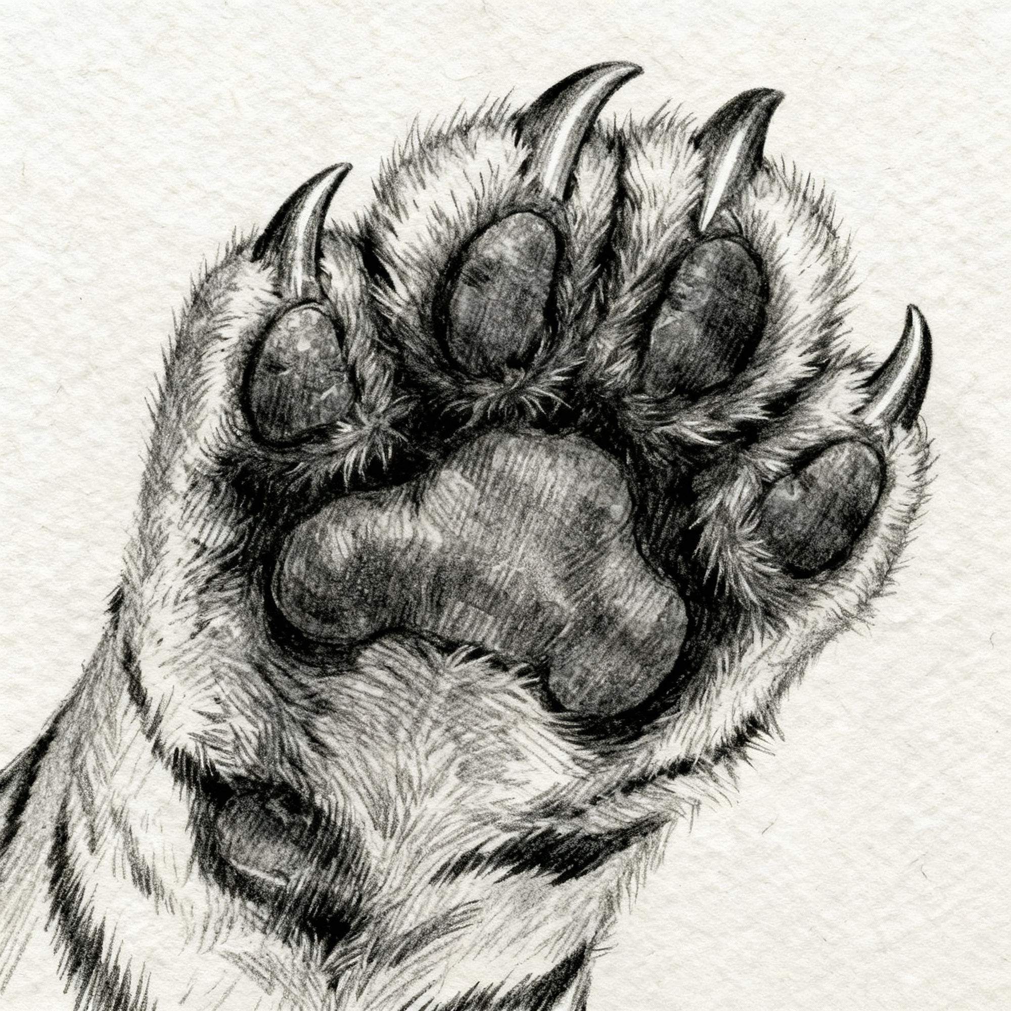 Tiger Paw Drawings - AI Art Gallery