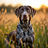 Pointer Dog Breeds Pictures - Stunning AI Art