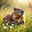 Cute Capybara Images - Create Your Own AI Art