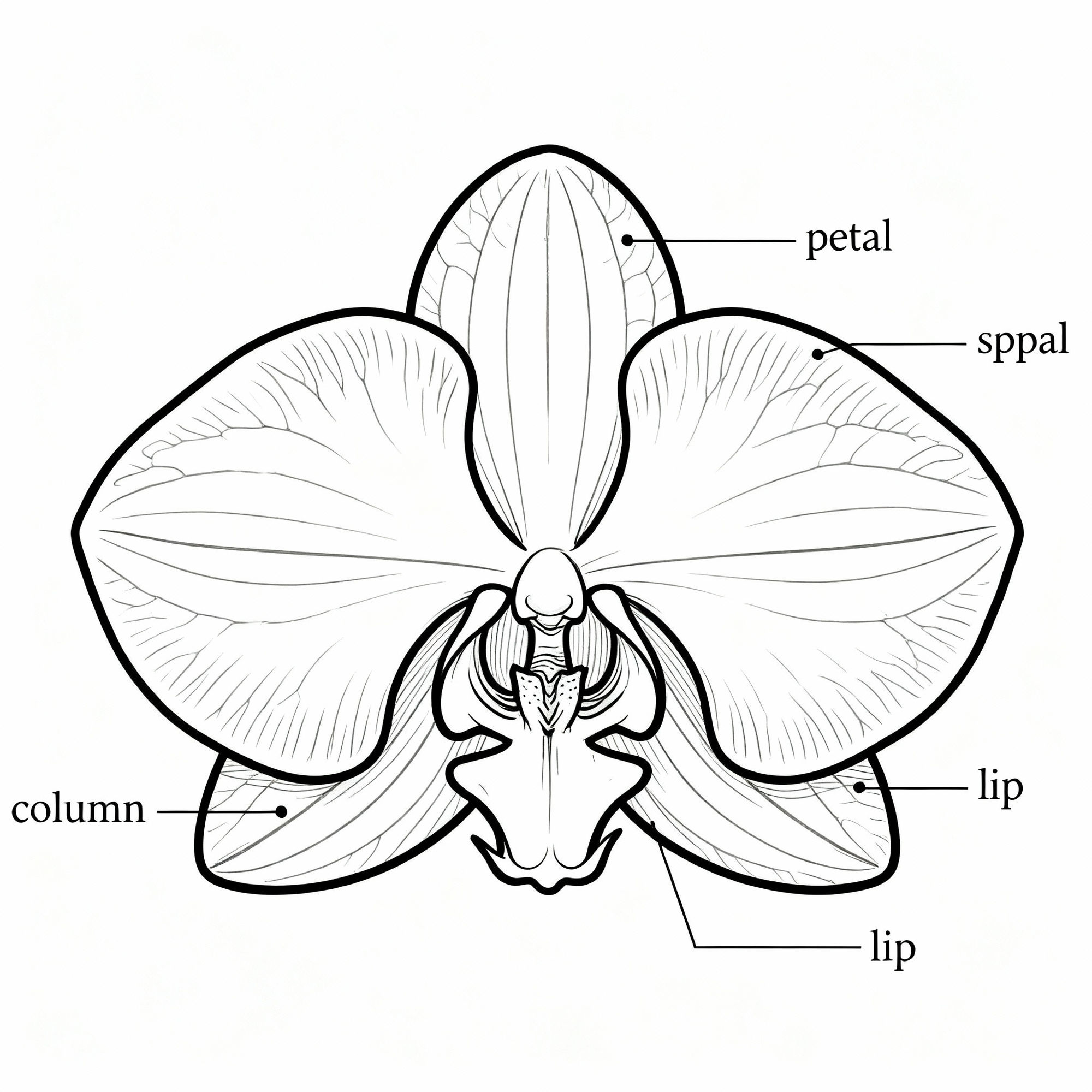 Easy Orchid Drawing - Create Beautiful Orchid Art