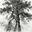 Evergreen Tree Drawings - Create Your Own AI Art