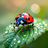 Picture Of A Ladybug - AI Generated Art