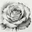 Drawing Rose Drawings - AI Flower Art Gallery