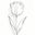 Easy Tulip Drawings - Simple Step-by-step AI Art