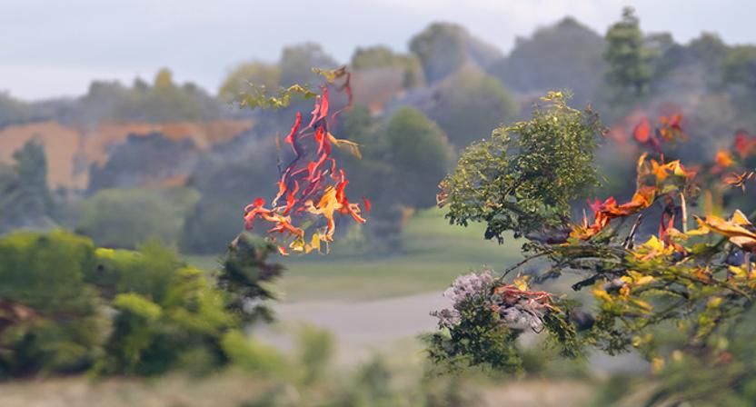 Bush Fire 😱 - AI Generated Artwork - NightCafe Creator