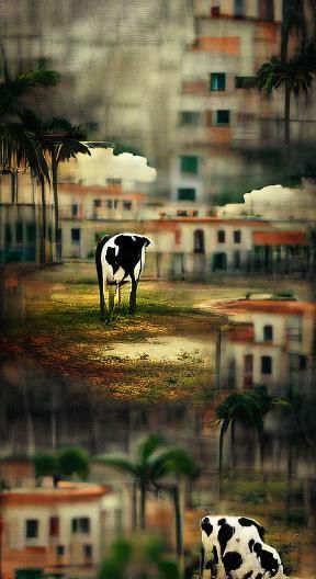 Aquella solitaria vaca cubana - Aquella solitaria vaca cuban...