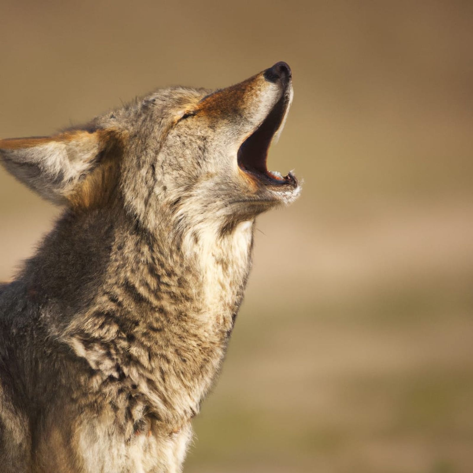 Coyote Howling