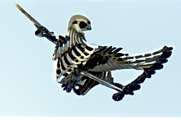 Skeleton hawk - AI Generated Artwork - NightCafe Creator