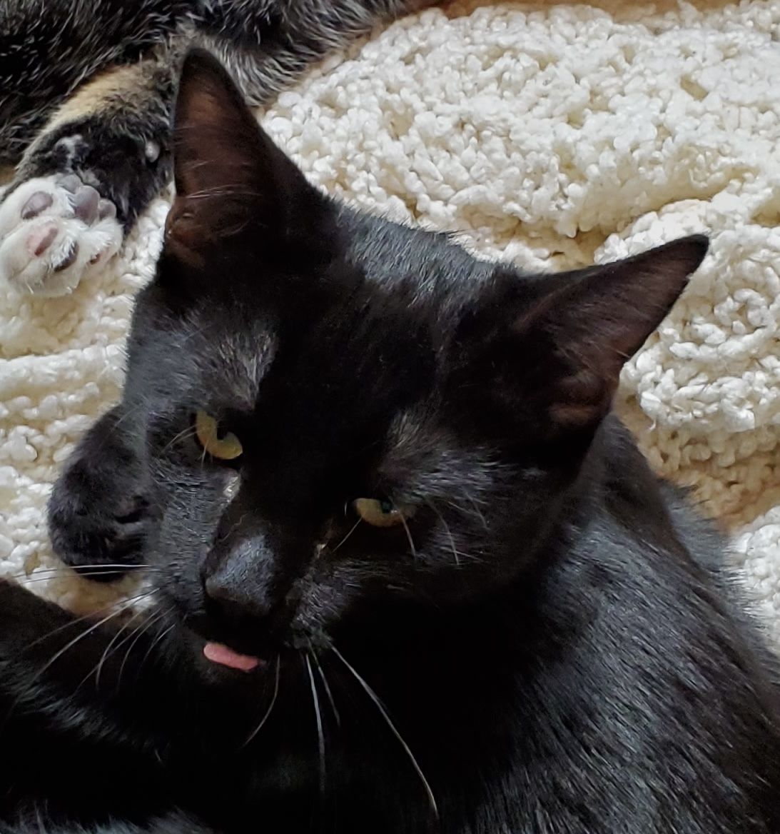 Cybernetic flowers blooming in a futuristic greenhouse