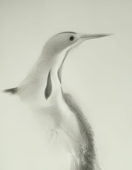 pencil drawing - AI Generated Artwork - NightCafe Creator