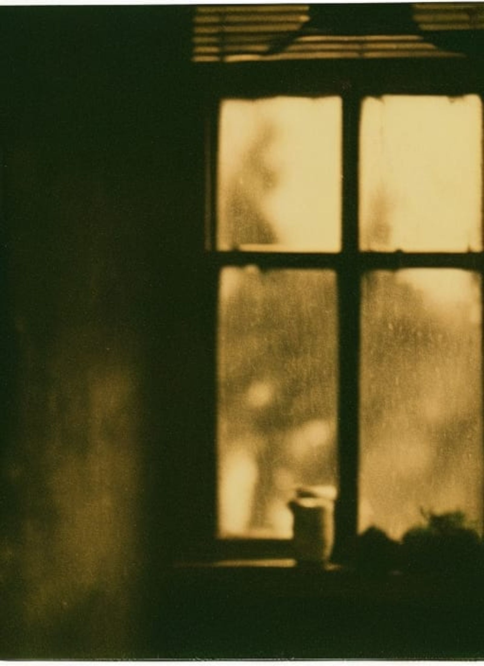 Golden hour rainy window with the silhouette of hanging house plants ...