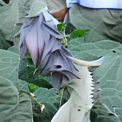 Deleriant dhp datura trip - AI Generated Artwork - NightCafe Creator