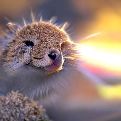 Cute fuzzy animal 8k resolution sunshine rays - AI Generated Artwork ...