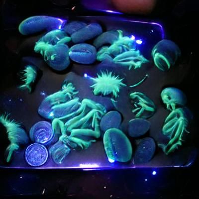 Alien Bacteria under UV Light - AI Generated Artwork - NightCafe Creator