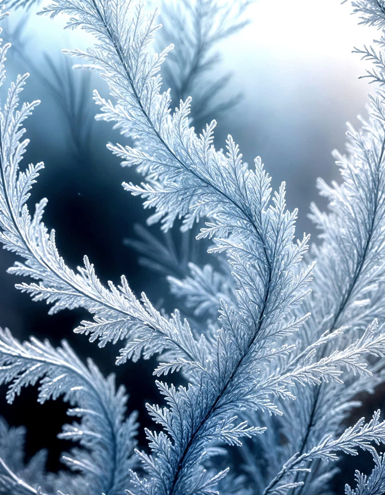 Frost pattern on glass - Frost pattern on glass