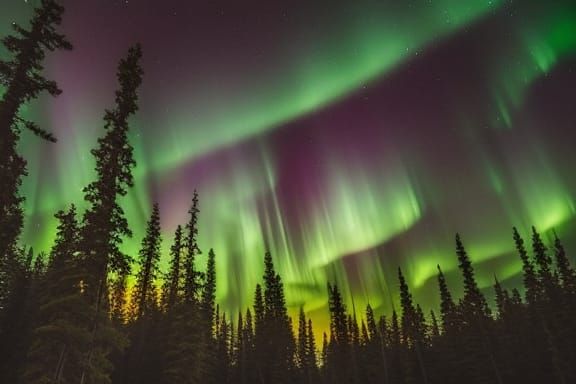 Aurora forest III - AI Generated Artwork - NightCafe Creator