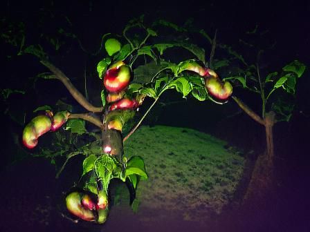 Apple tree at night - AI Generated Artwork - NightCafe Creator