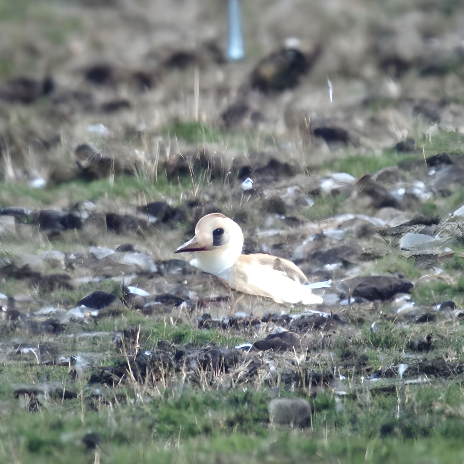 NA: order/chaos - AI Generated Artwork - NightCafe Creator