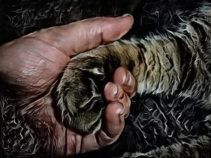 Secret Cat Handshake - AI Generated Artwork - NightCafe Creator