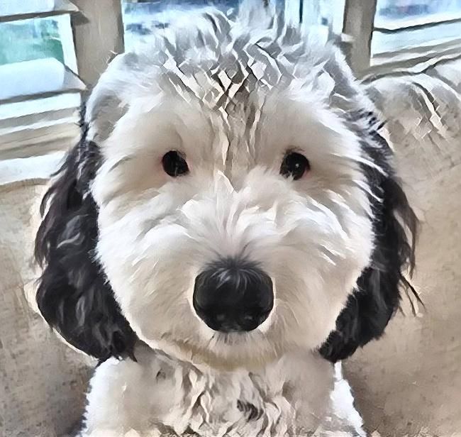 Bayley the Mini Sheepadoodle Or Snoopy? - AI Generated Artwork ...
