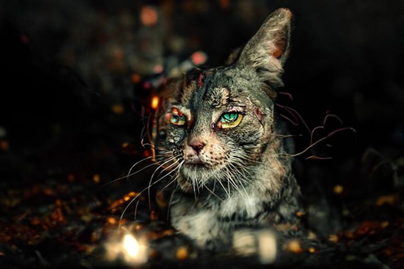 Post-apocalyptic cat; beautifully lit; Ferdinand Knab; [8K 3D 8k ...