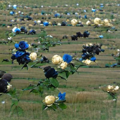 a field of blue and black roses - AI Generated Artwork - NightCafe Creator