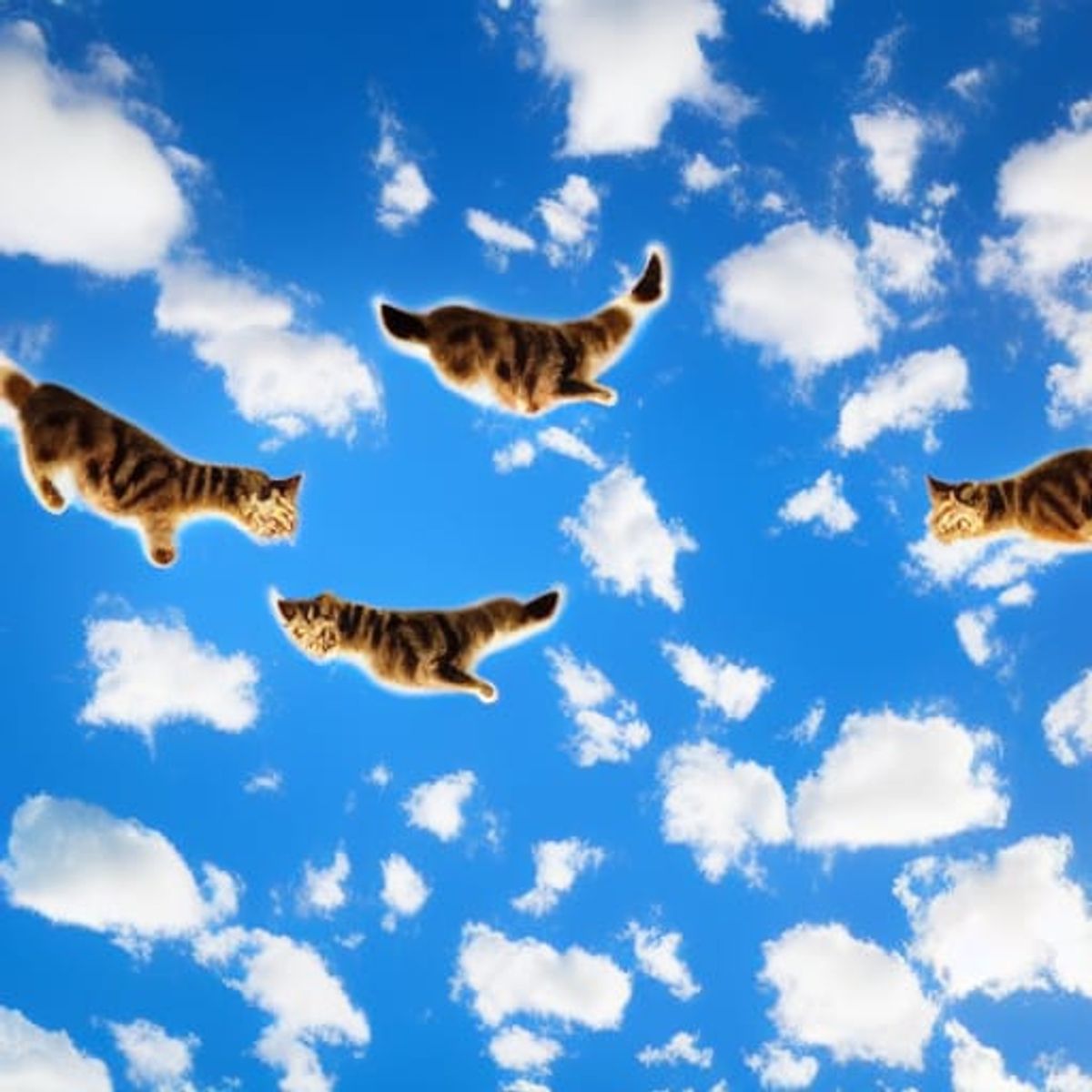 Cats are flying in blue sky. - AI Generated Artwork - NightCafe Creator