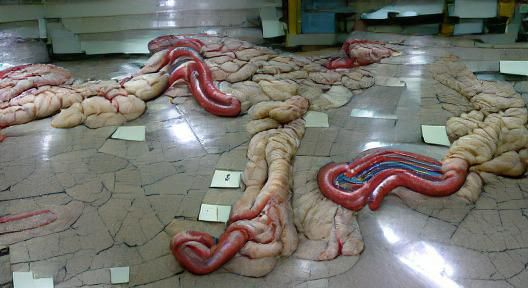 gore floor intestines - AI Generated Artwork - NightCafe Creator