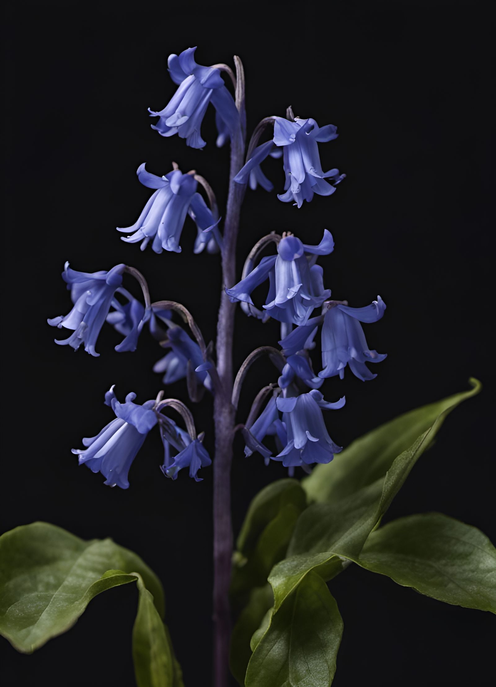 Mountain bluebells: Oregon Wildflower - AI Generated Artwork ...