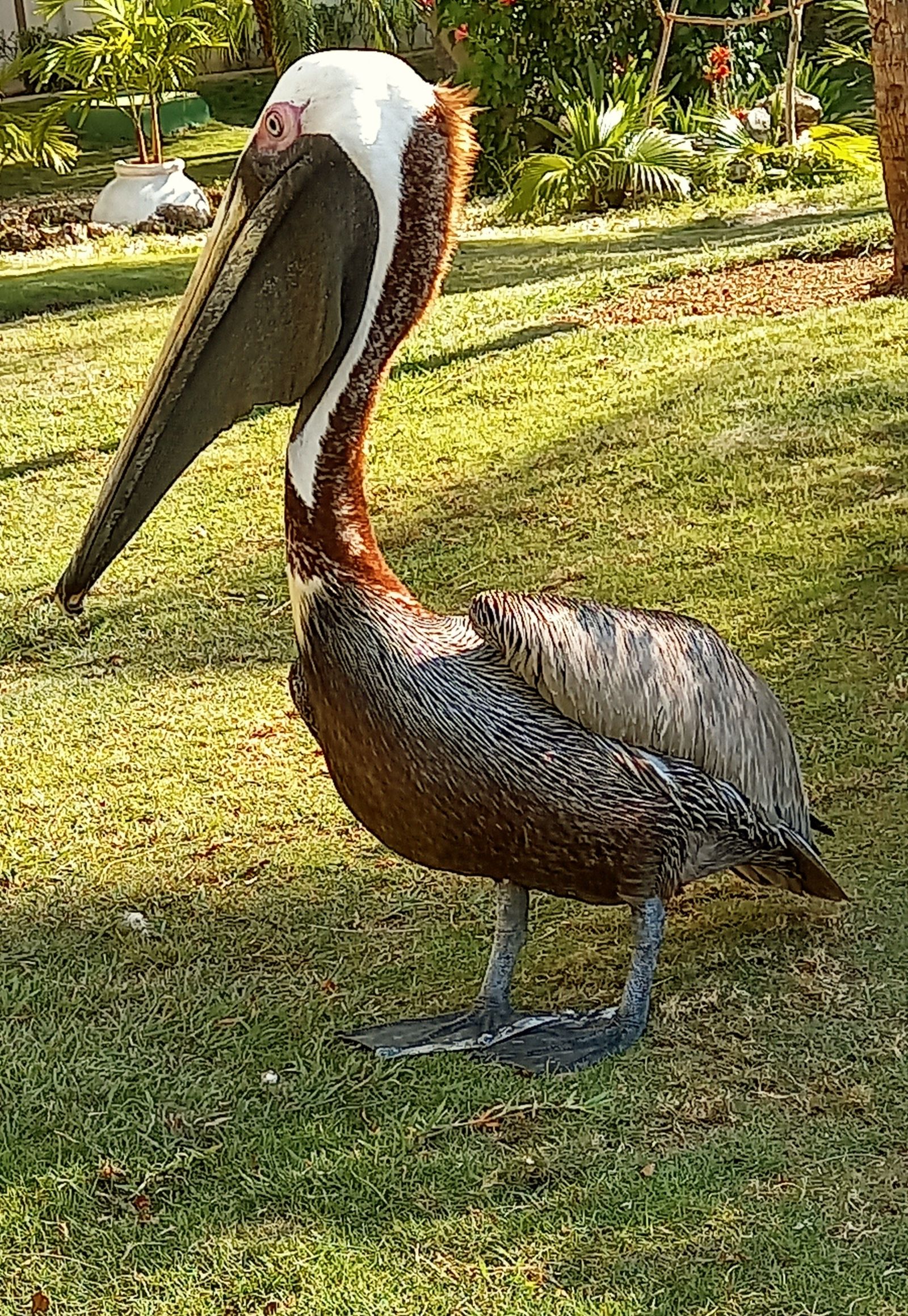 Fico, a Disabled Pelican at My Cuban Beach Resort. Even slept on my ...