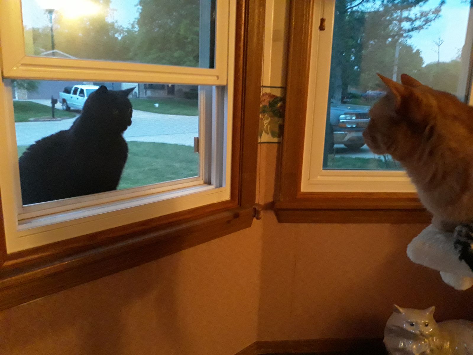 Orange cat staring through window at black cat - AI Generated Artwork ...