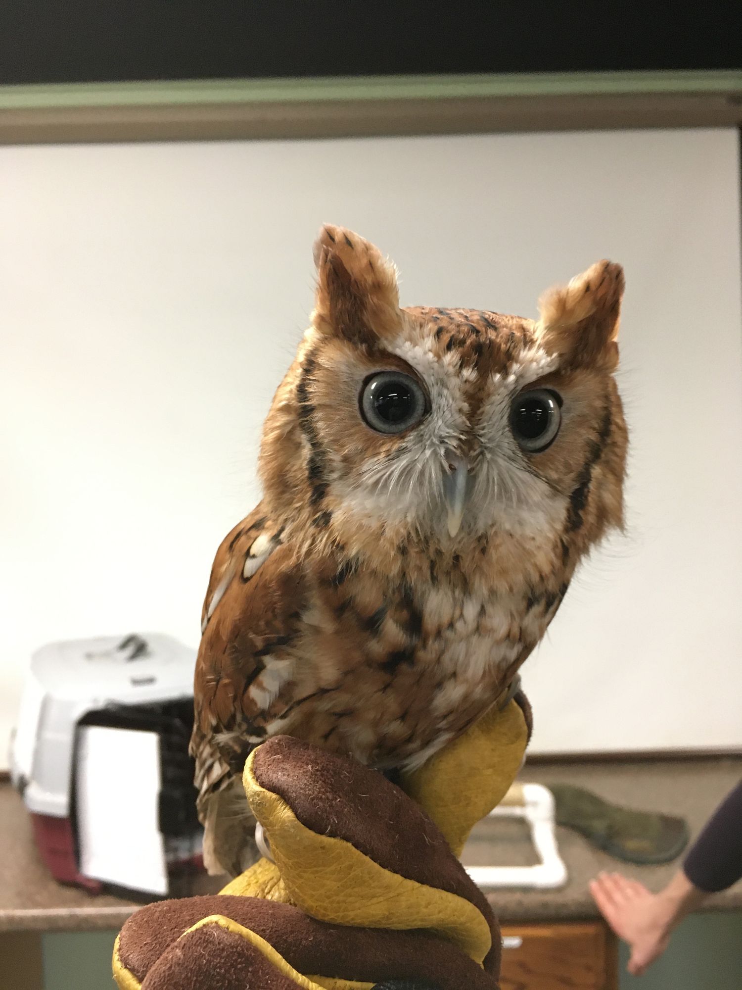 Abstract Screech Owl is Judging You - AI Generated Artwork - NightCafe ...