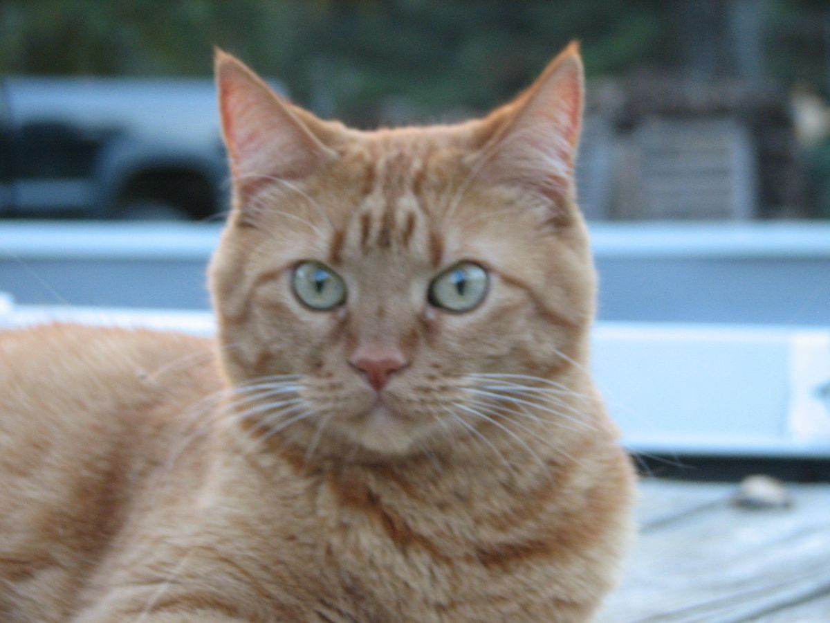 Cats - Collection of AI Generated Art - NightCafe Creator