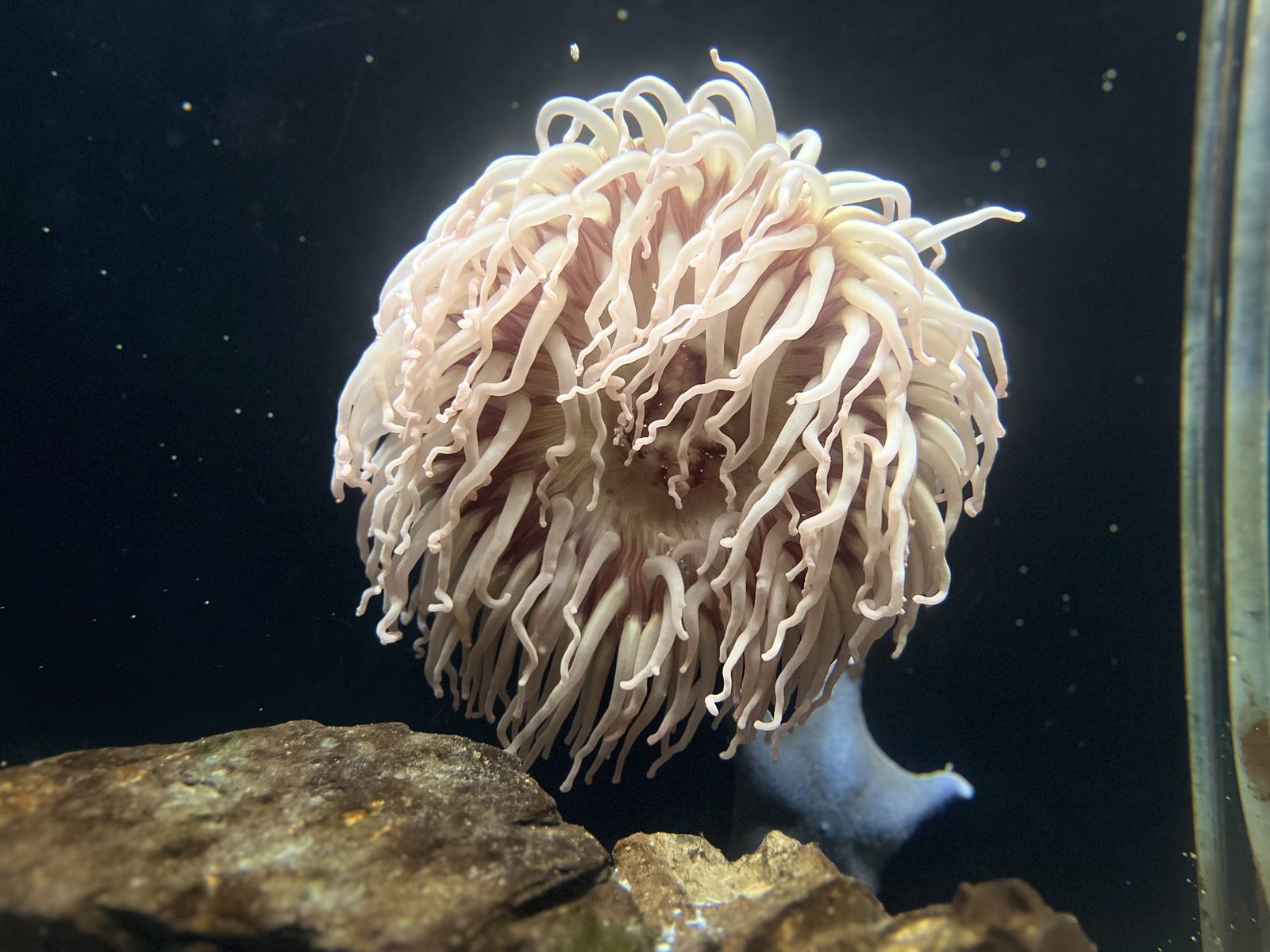 Fandangler - User on NightCafe Creator - NightCafe Creator