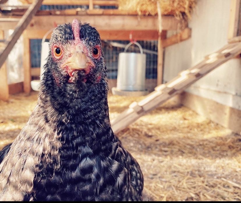 Grumpy chicken - AI Generated Artwork - NightCafe Creator