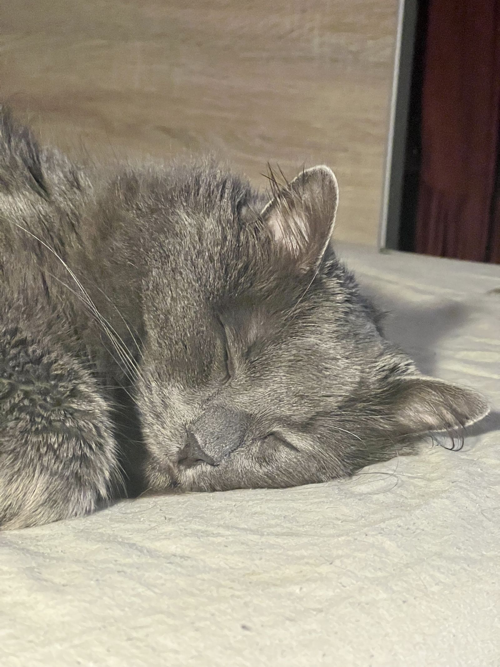 KatNip - User on NightCafe Creator - NightCafe Creator