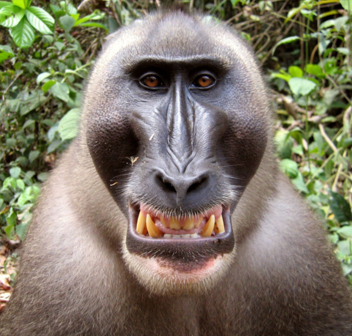 monkey robbing a bank - AI Generated Artwork - NightCafe Creator