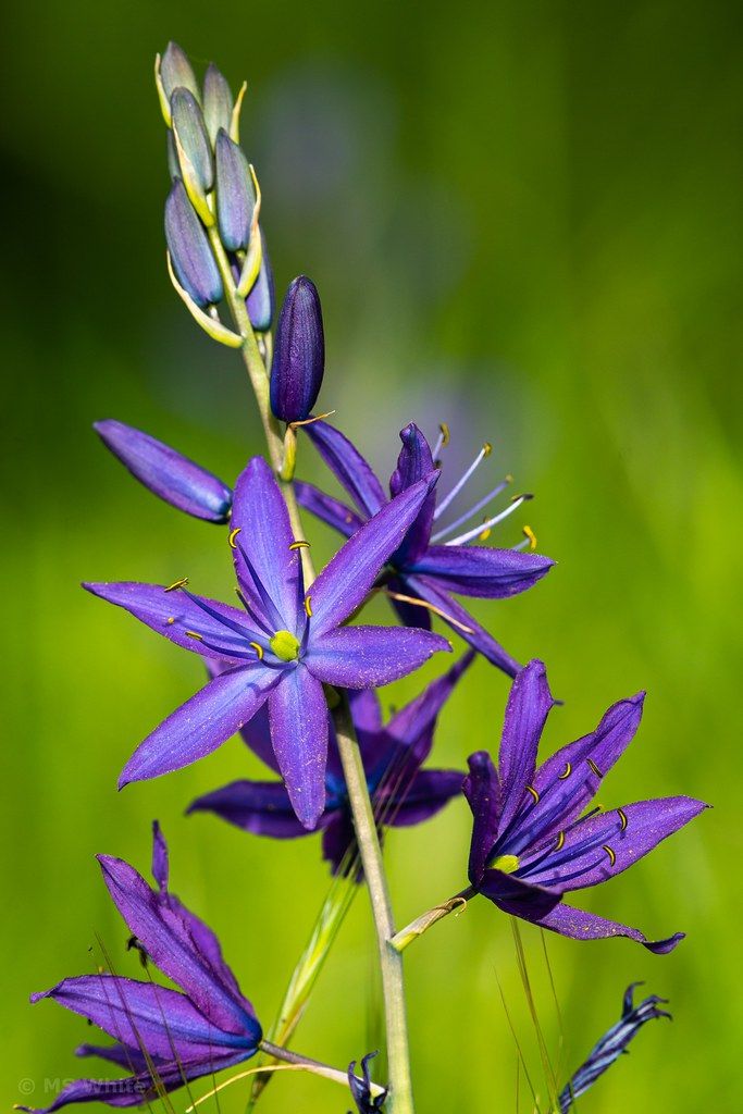 Wild Camas flowers purple, medium close up, photorealism LightWave 3D ...
