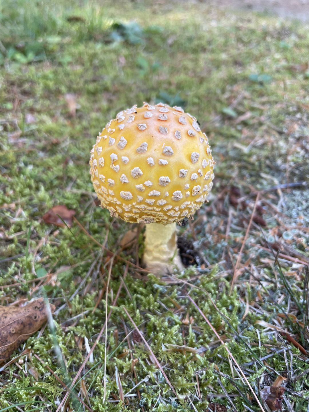 bombshell Barista - Bombshell Barista: AI-Generated Image