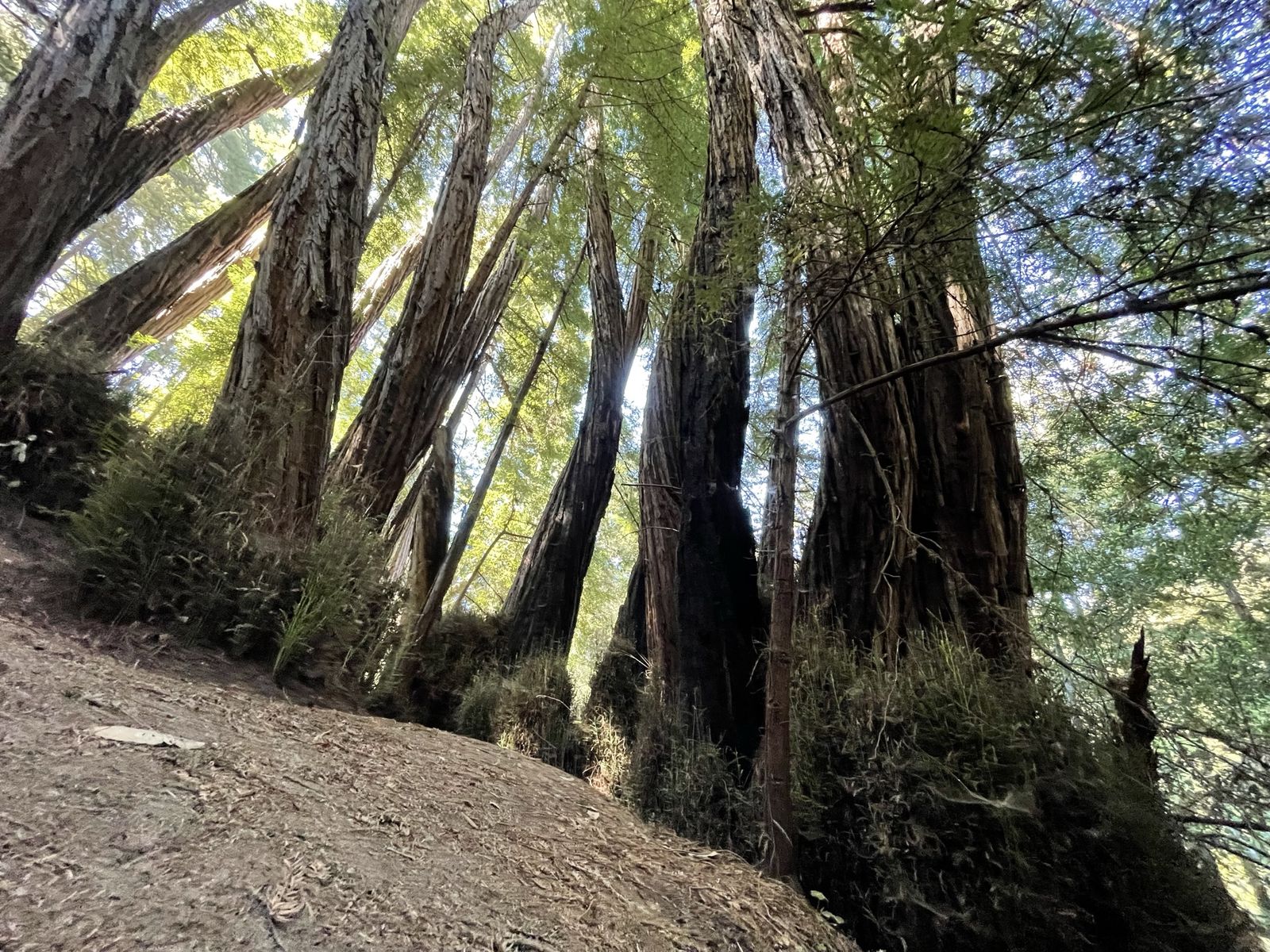 The twisted forest comes to life at night - AI Generated Artwork ...