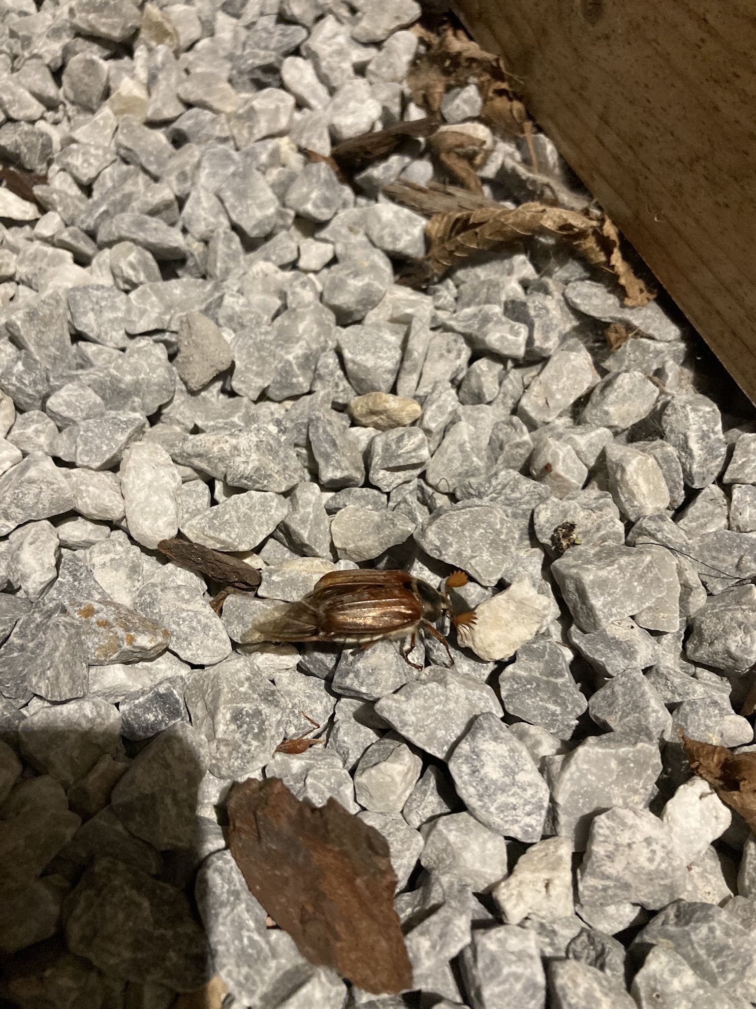 Poli-Tick - User on NightCafe Creator - NightCafe Creator